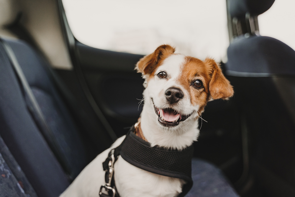 4 Methods of Pet Transport to Consider When Moving