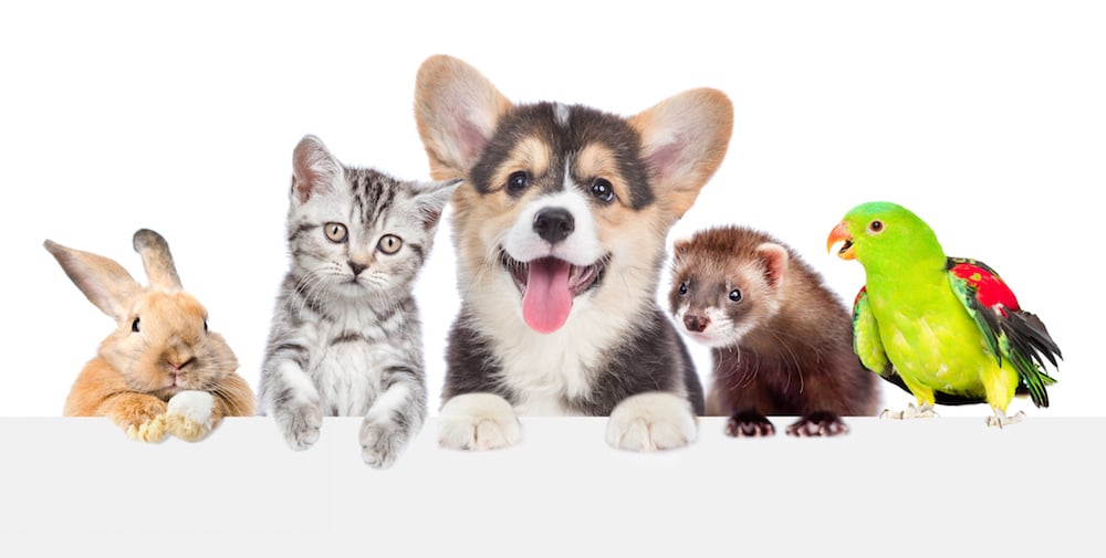 6 Considerations for Choosing a Pet That Is Right for You
